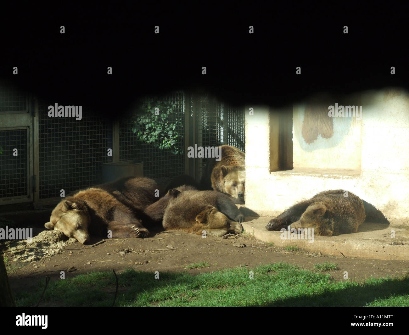 brown bears in zoo in rome Stock Photo - Alamy