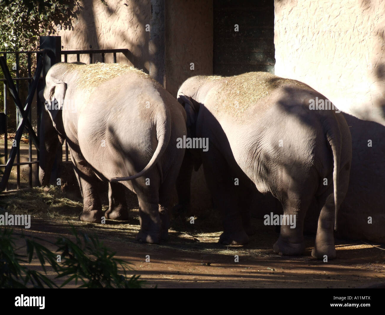 elephants in rome zoo Stock Photo - Alamy