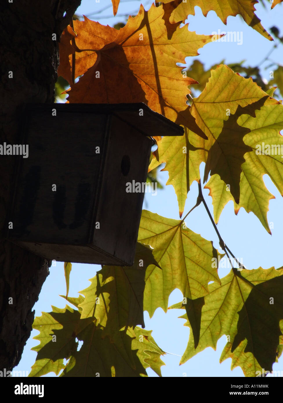 bird box on tree Stock Photo - Alamy