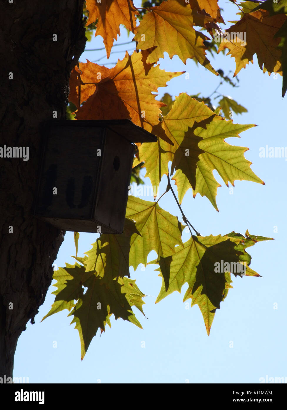 bird box on tree Stock Photo - Alamy