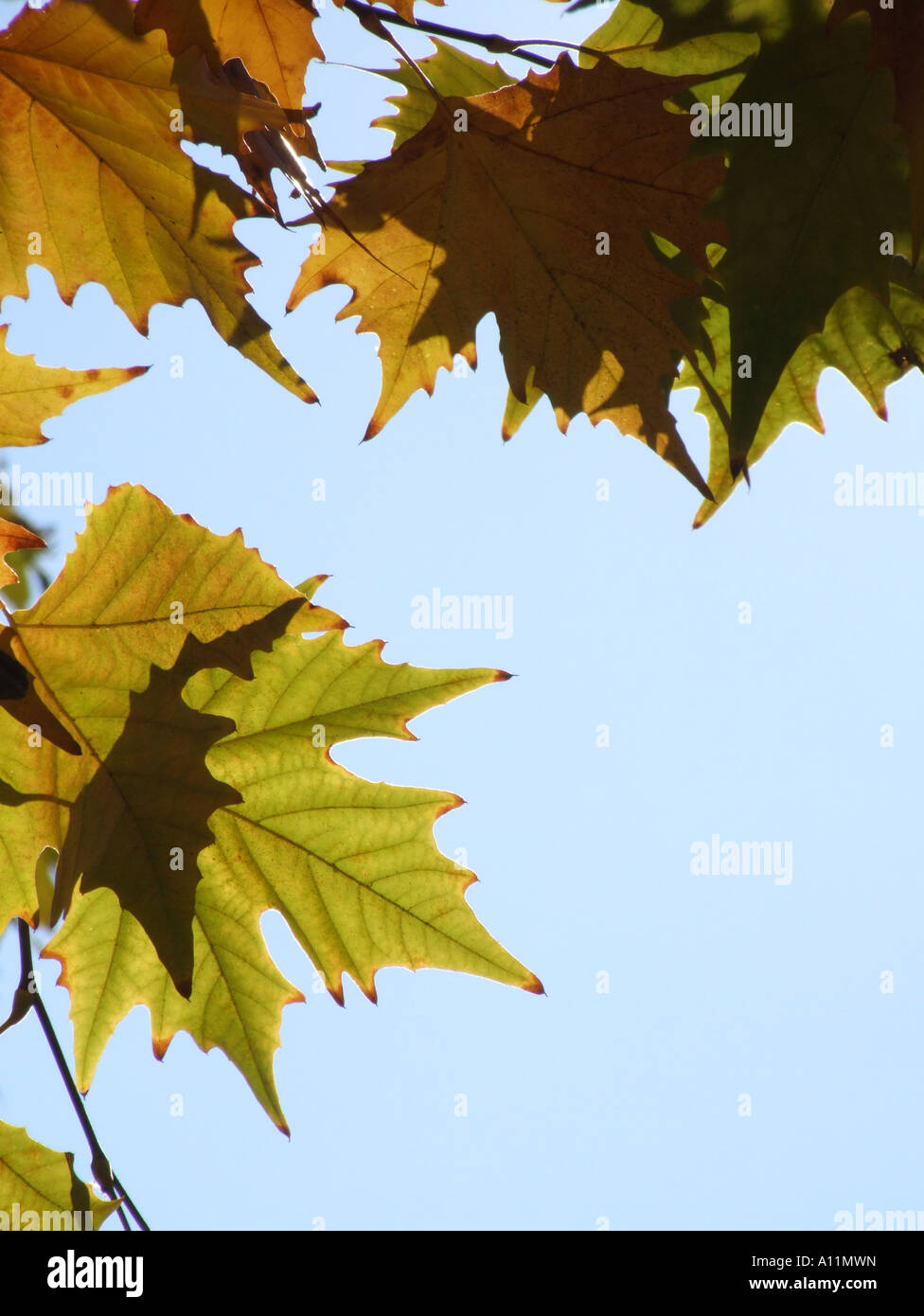 backlit autumn leaves Stock Photo - Alamy