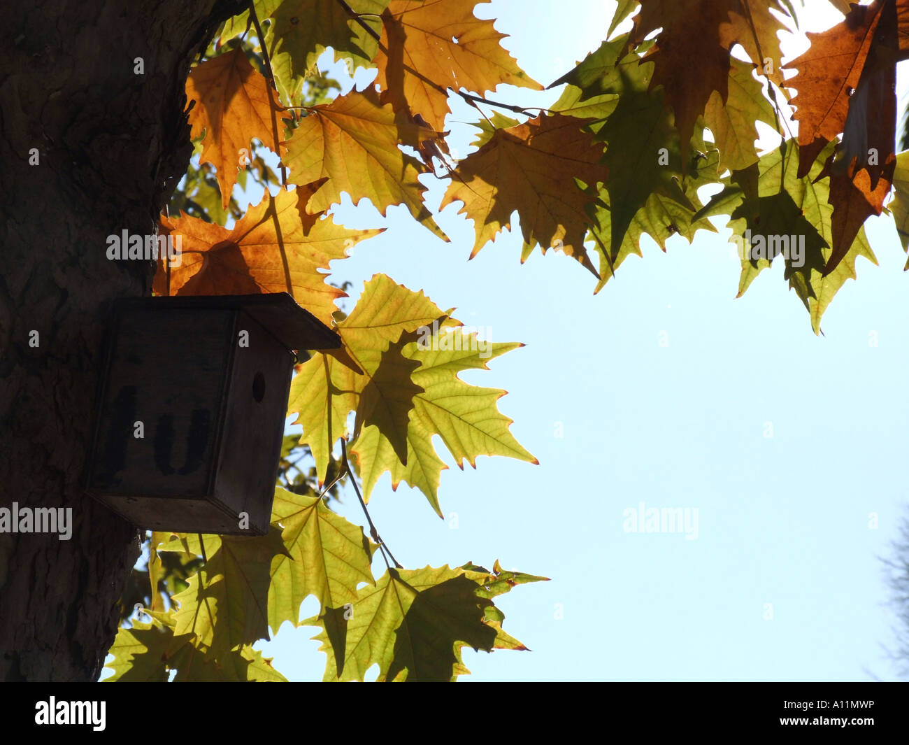 bird box on tree Stock Photo - Alamy