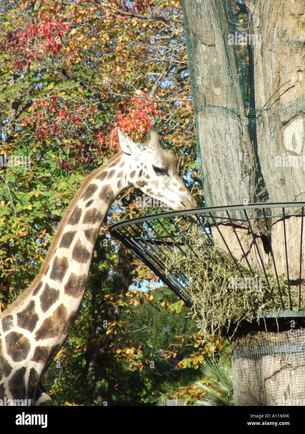 one baby giraffe at rome zoo, italy Stock Photo - Alamy