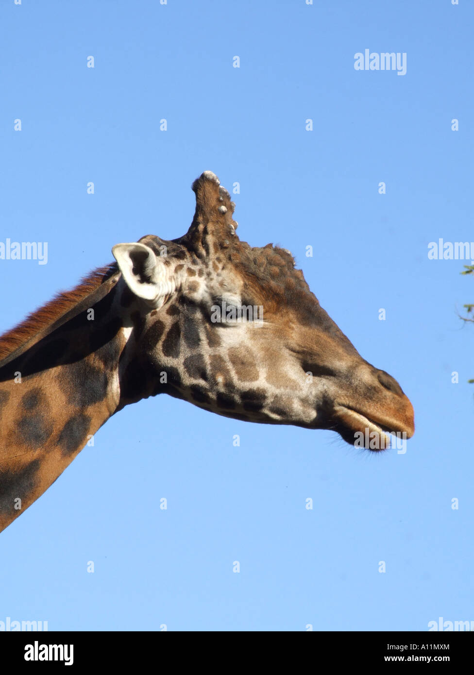 one giraffe at rome zoo, italy Stock Photo - Alamy
