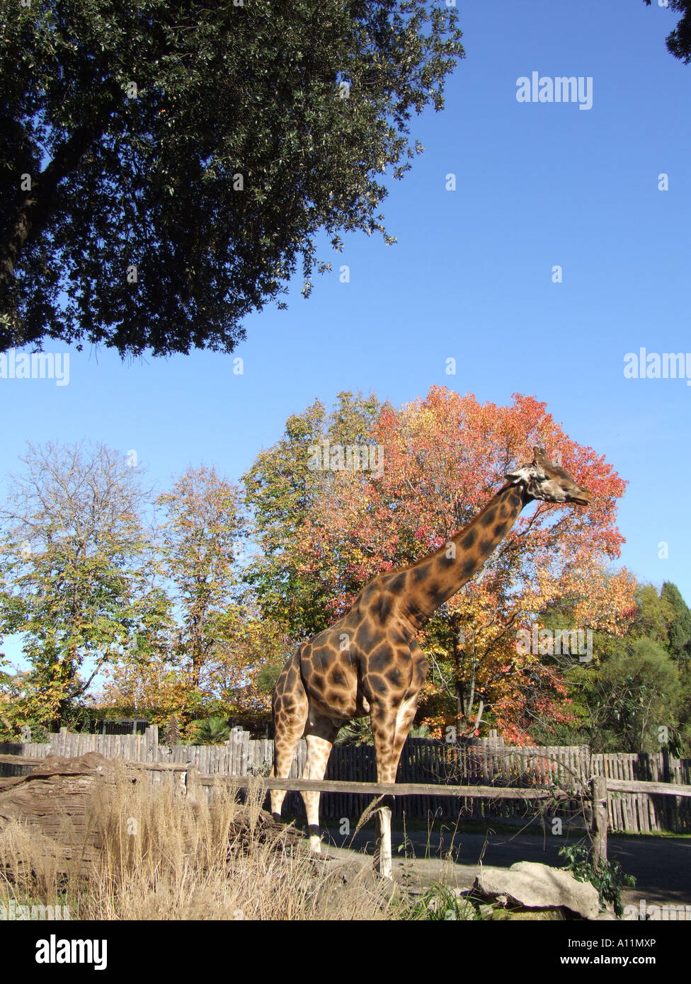 one giraffe at rome zoo, italy Stock Photo - Alamy