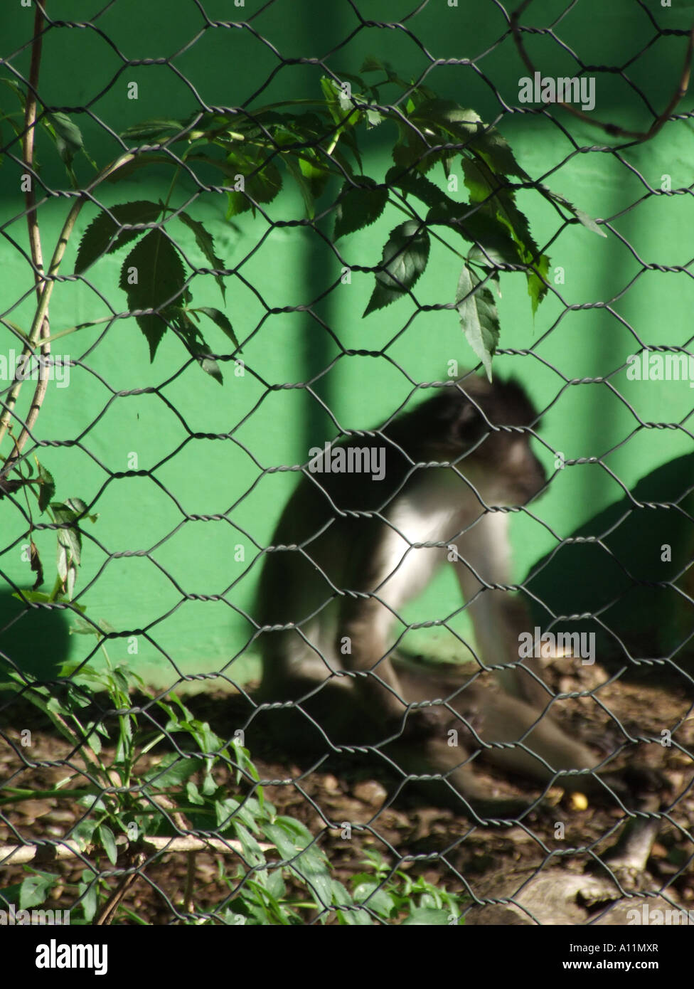 monkey at zoo in rome italy Stock Photo - Alamy