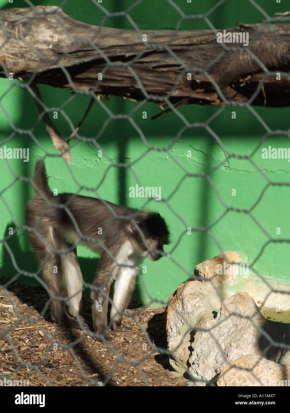 monkey at zoo in rome italy Stock Photo - Alamy