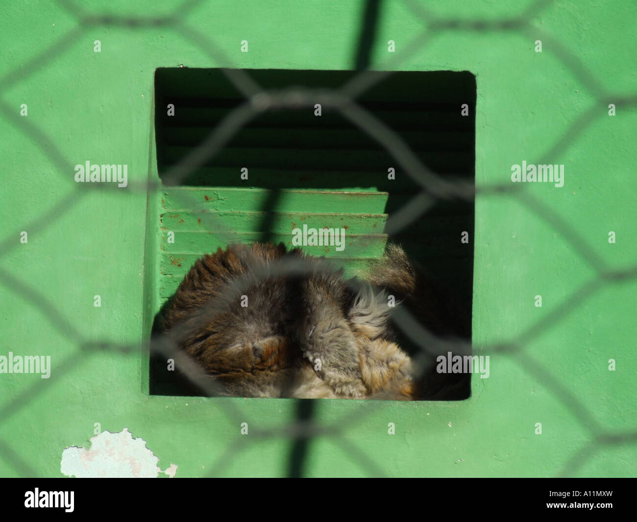 monkey at zoo in rome italy Stock Photo - Alamy