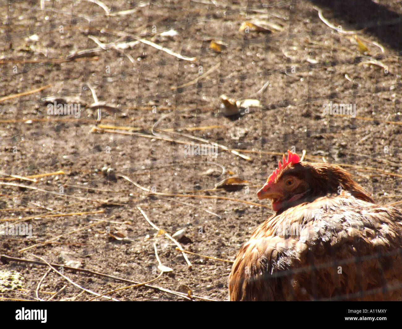 sleepy hen in yard Stock Photo - Alamy