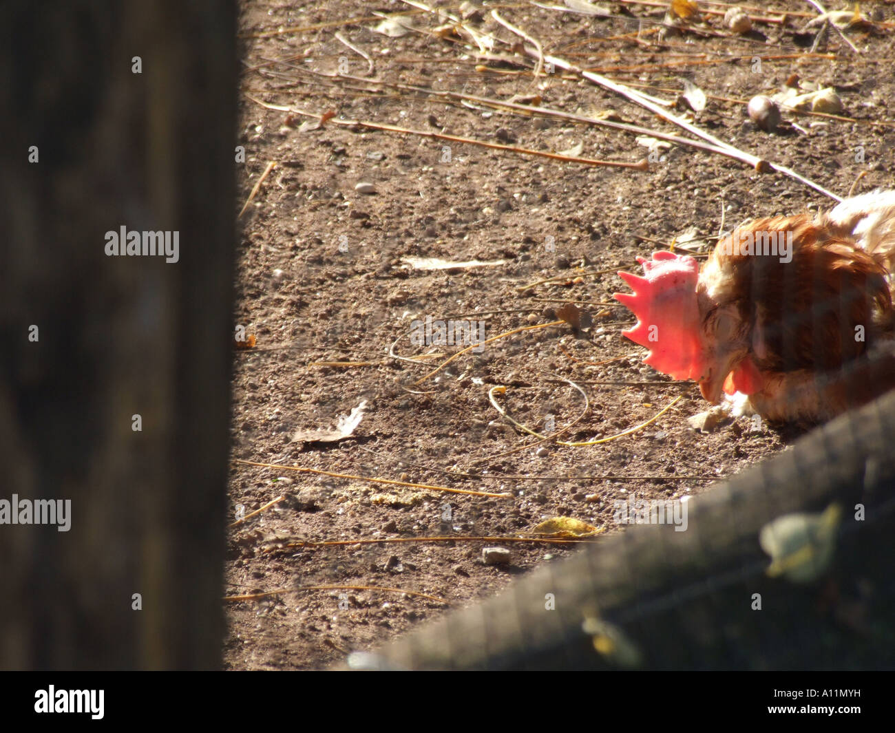 sleepy hen in yard Stock Photo - Alamy