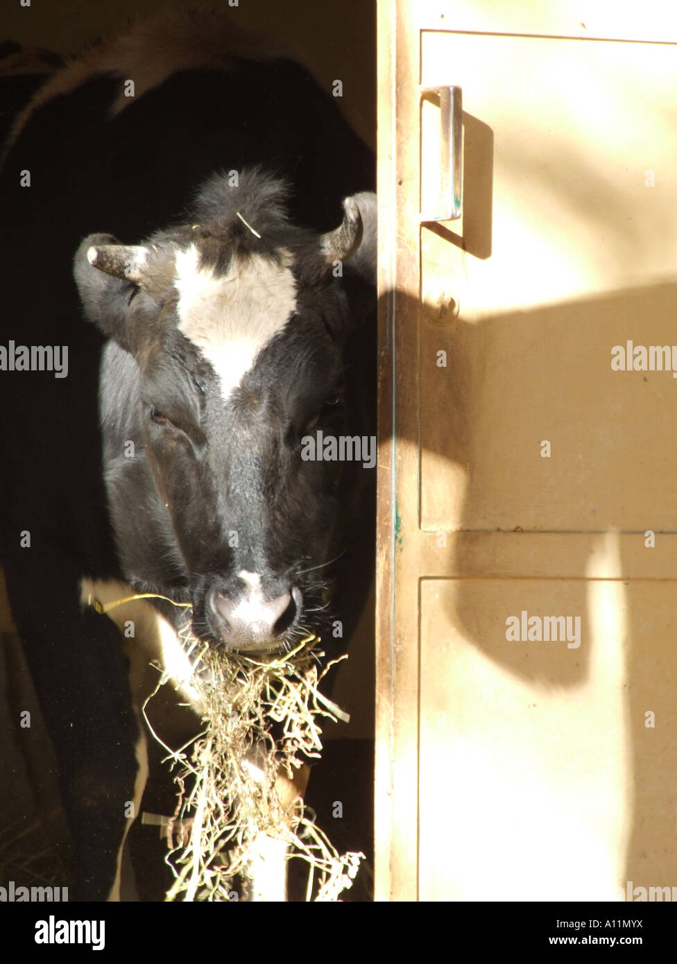 cow eating hay Stock Photo - Alamy