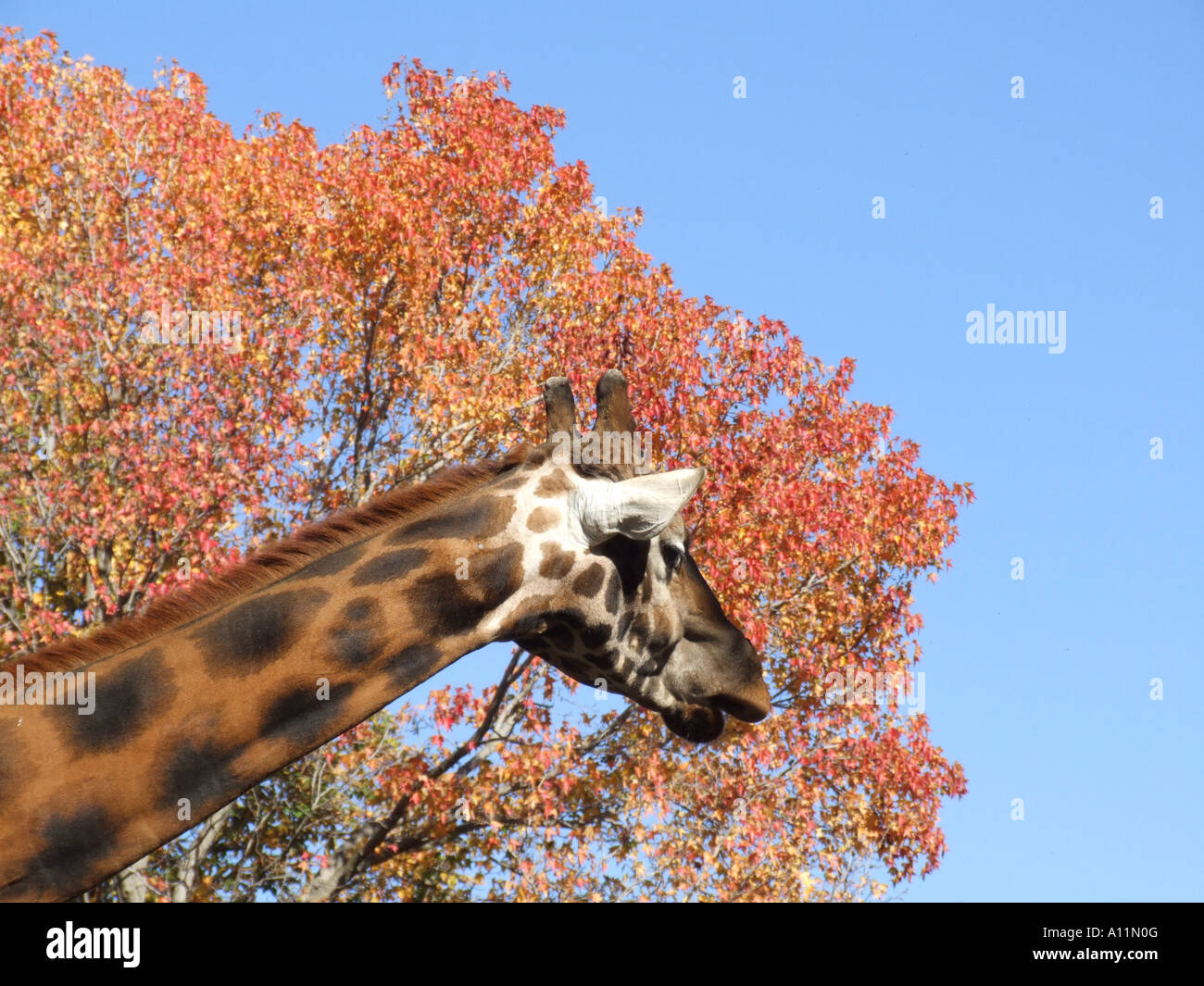 one giraffe in zoo in rome, italy Stock Photo - Alamy