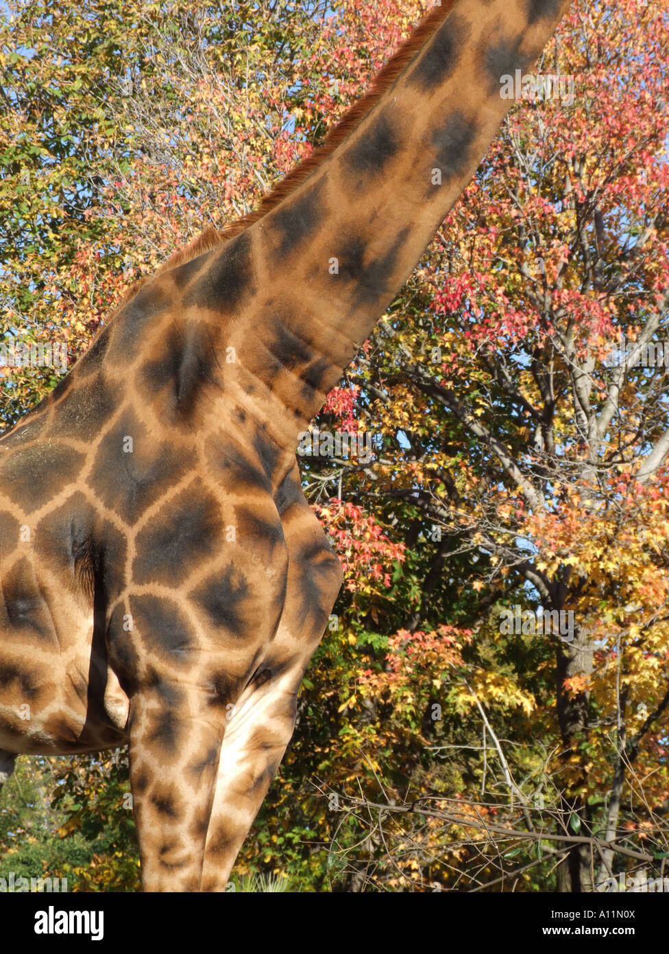 one giraffe in zoo in rome, italy Stock Photo - Alamy