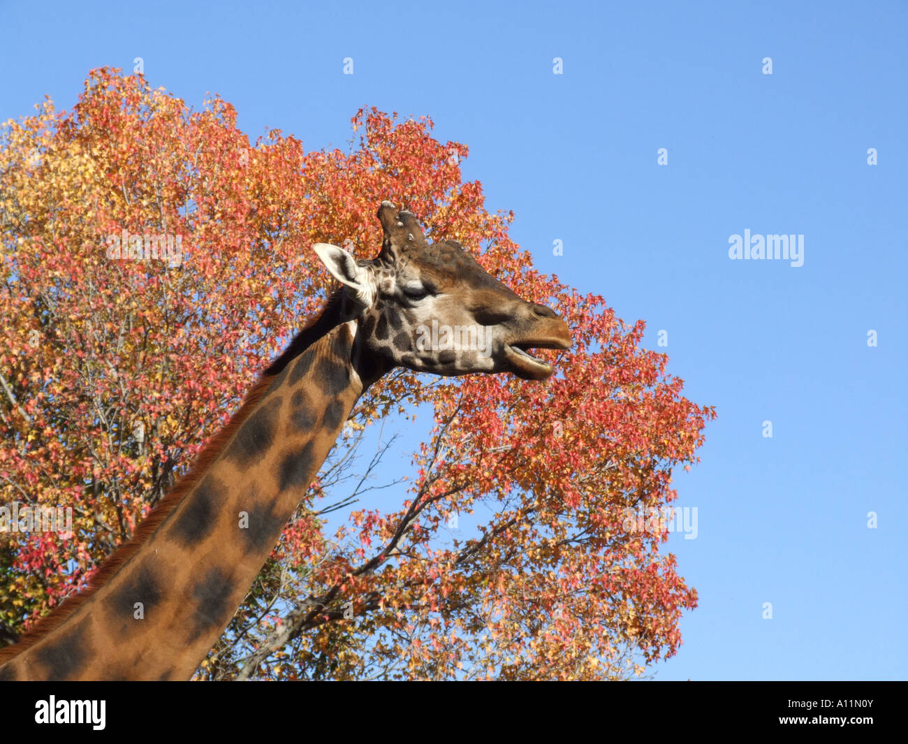 one giraffe in zoo in rome, italy Stock Photo - Alamy