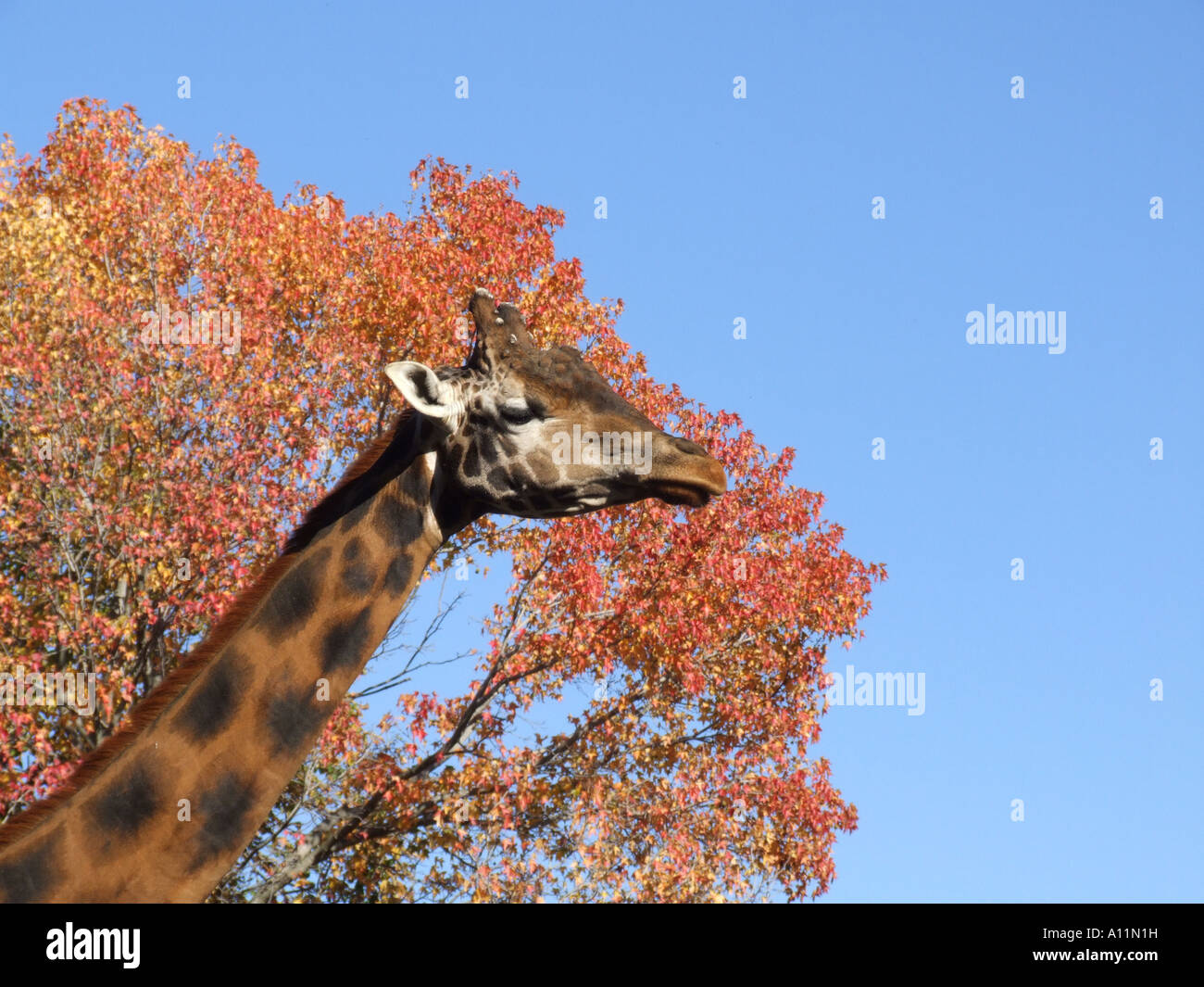 one giraffe in zoo in rome, italy Stock Photo - Alamy