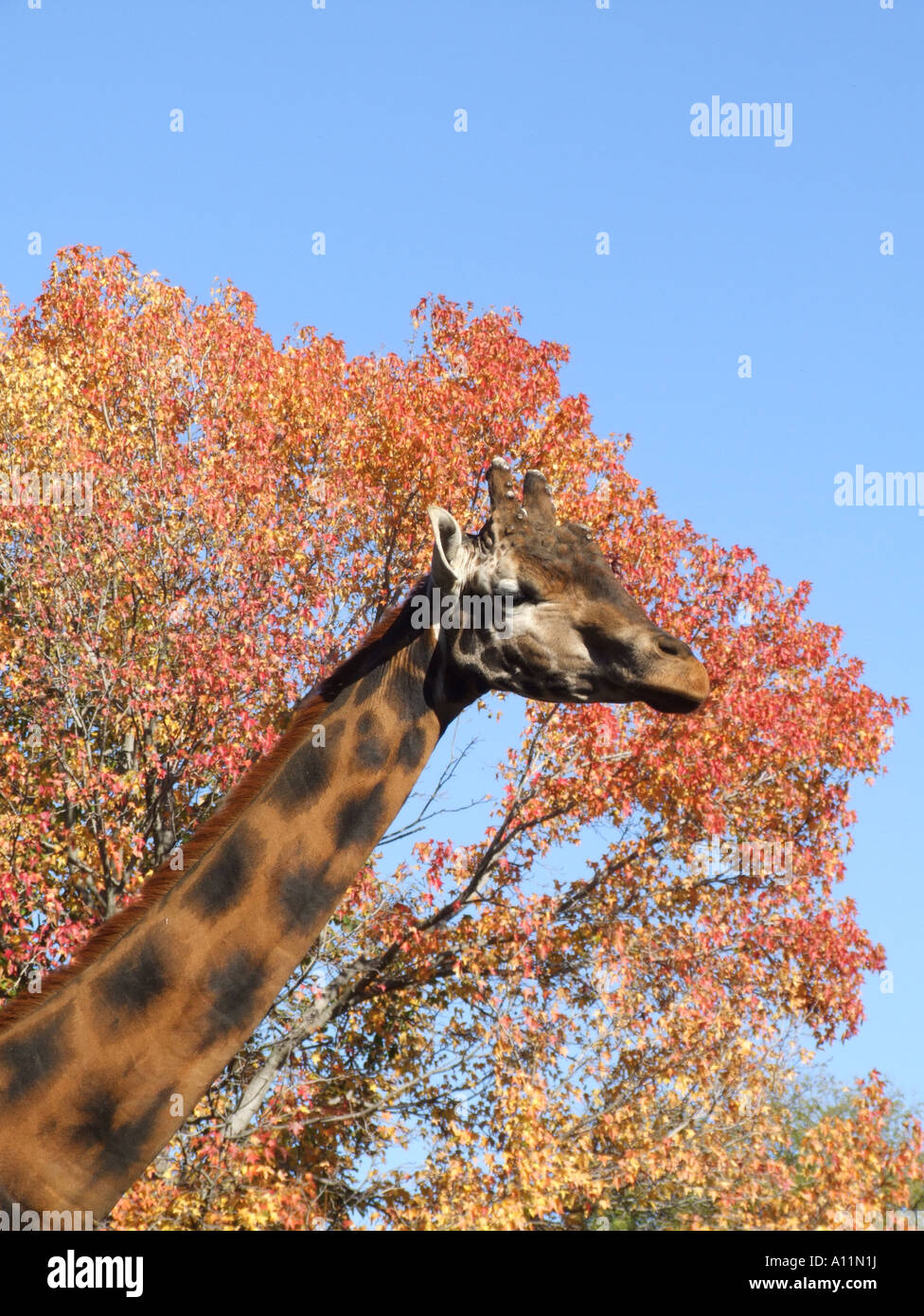 one giraffe in zoo in rome, italy Stock Photo - Alamy