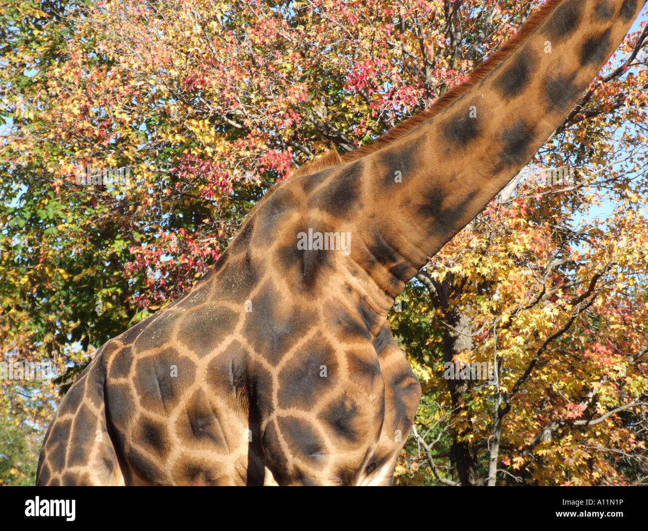 one giraffe in zoo in rome, italy Stock Photo - Alamy