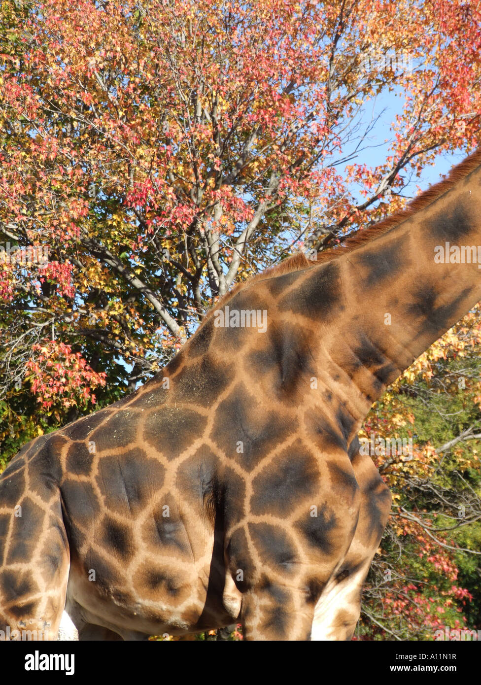 one giraffe in zoo in rome, italy Stock Photo - Alamy
