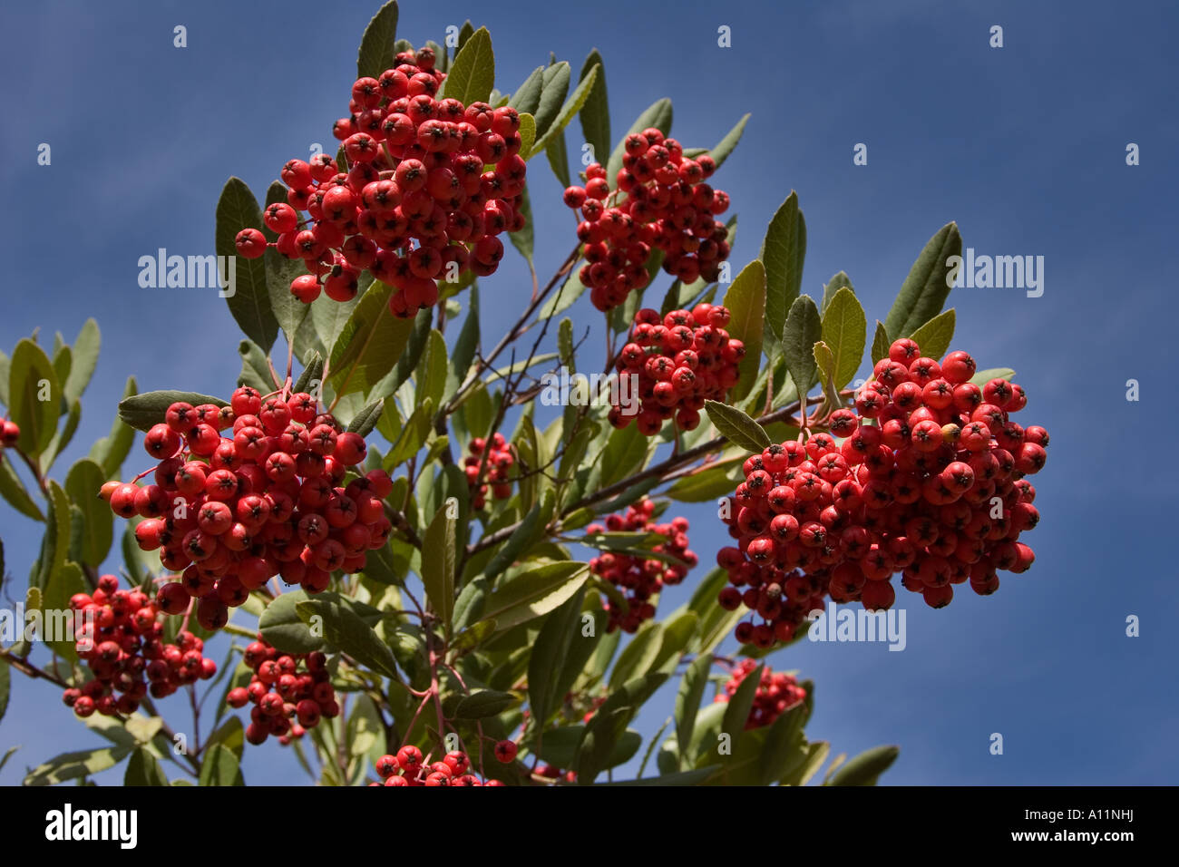Stock photo of a bush bearing red berries Shot November 2006 in ...