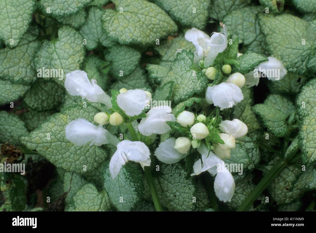 Lamium maculatum 'White Nancy', ground cover garden plant, dead nettle ...
