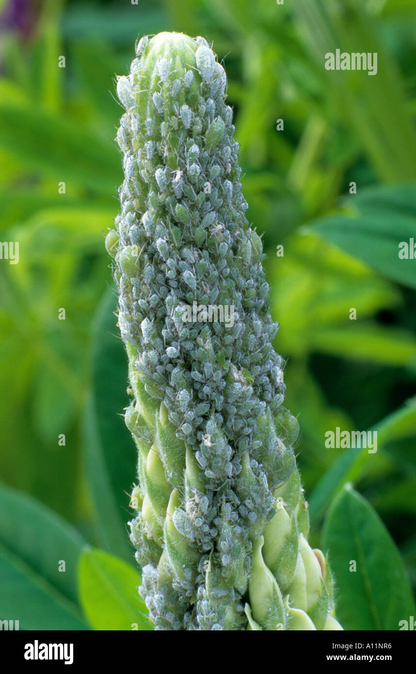 Lupin Aphids on Lupin flower head Stock Photo - Alamy