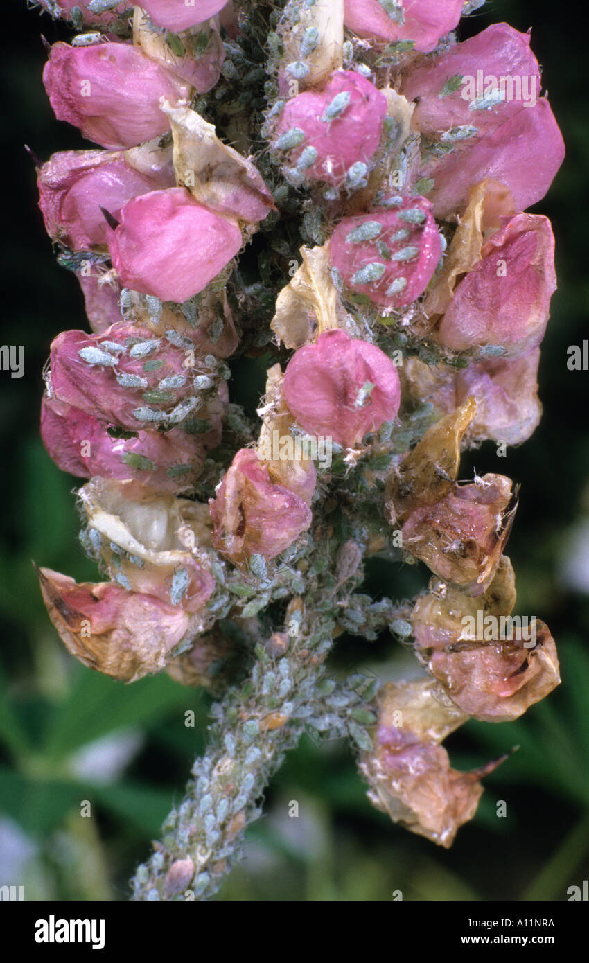 Lupin aphid damage Stock Photo - Alamy