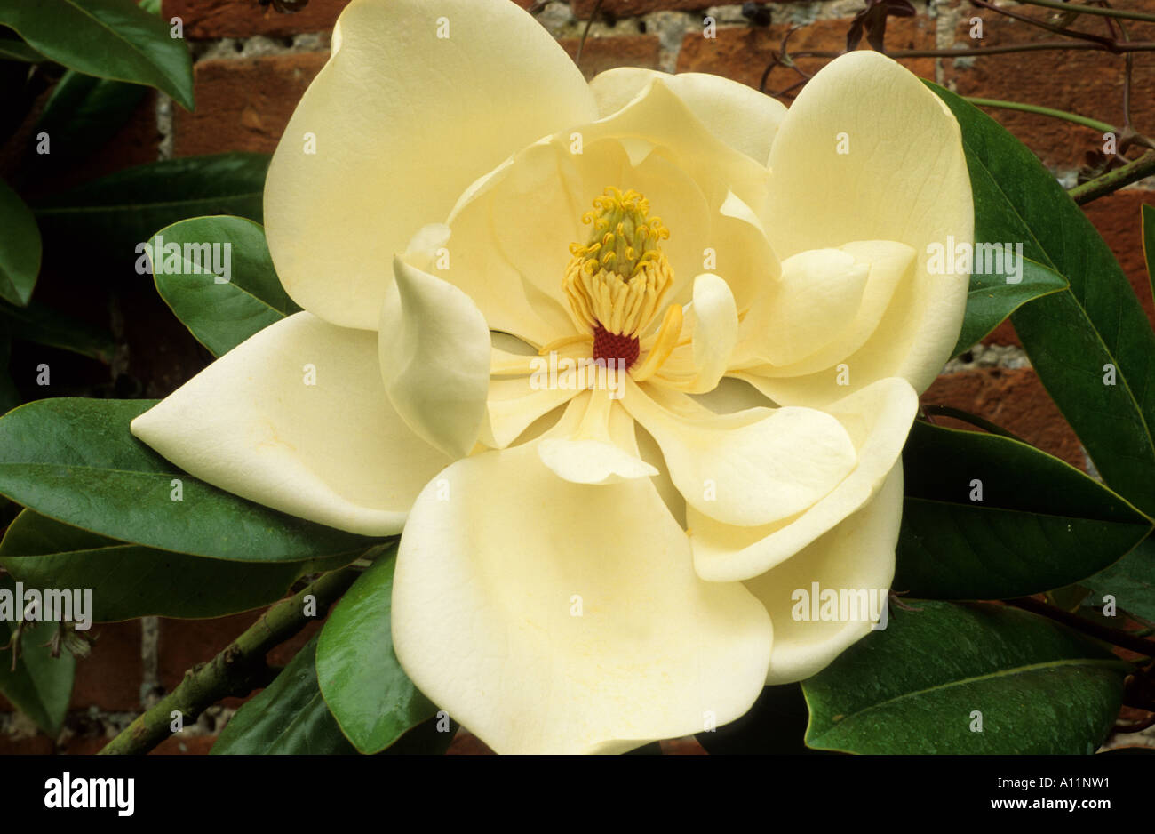 Magnolia grandiflora exmouth hi-res stock photography and images - Alamy