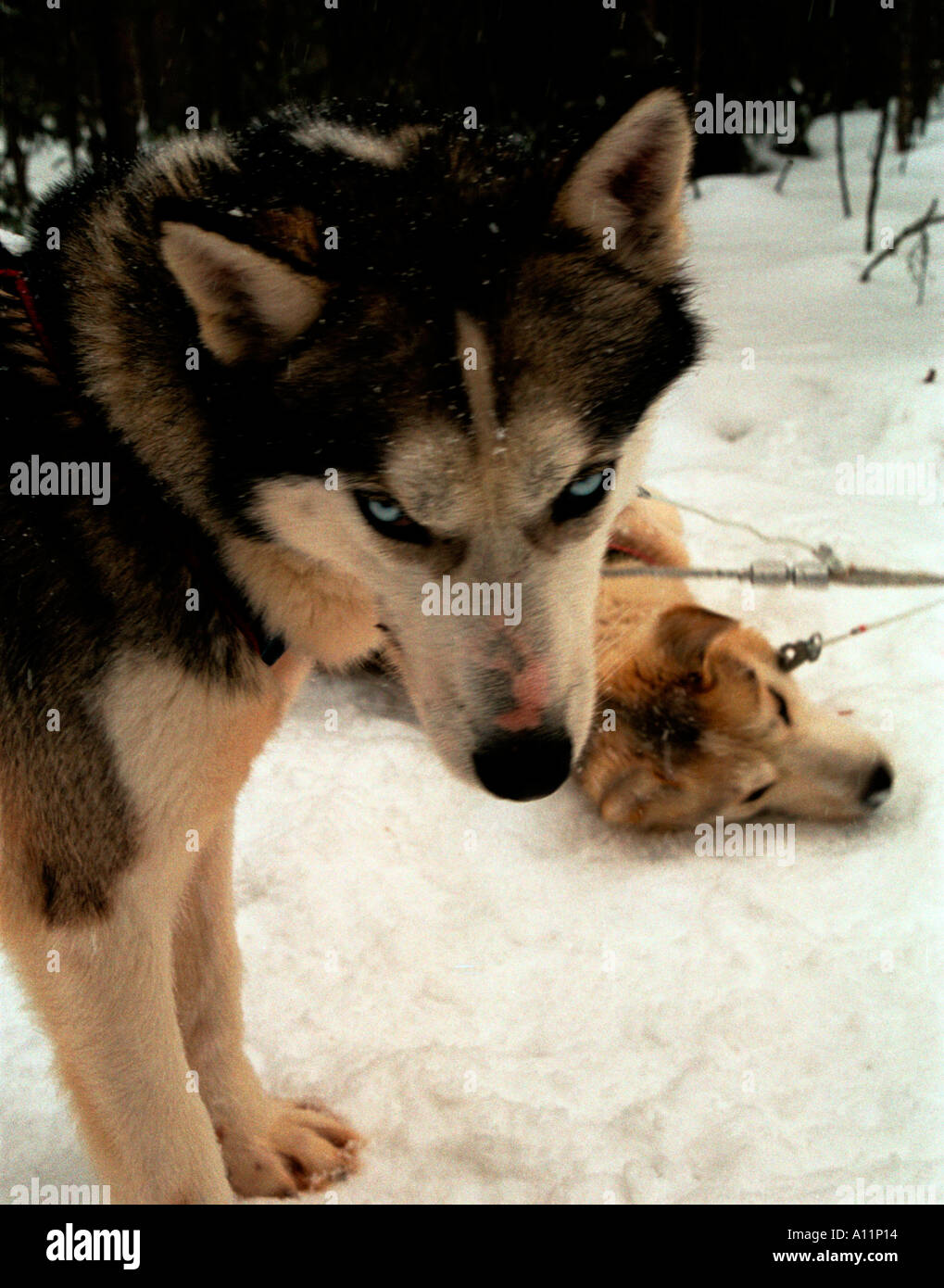 Husky looks angry at being photographed during rest Rovanemmi Northern ...