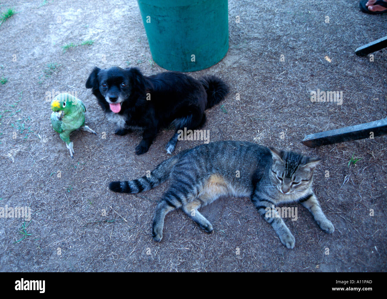 Unlikely friends Green parrot dog and cat Venezuela Stock Photo - Alamy