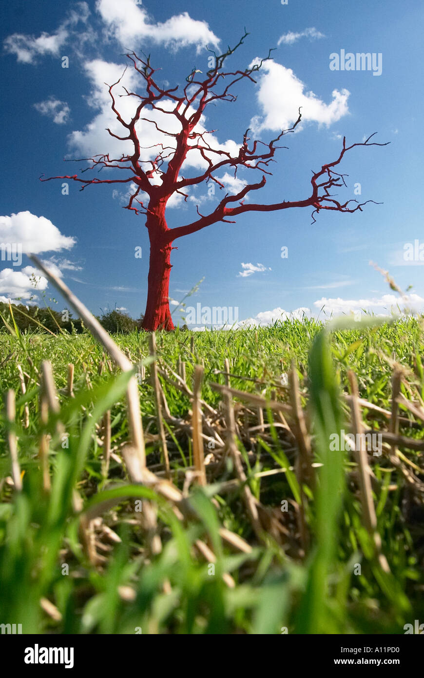 A dead tree that was planted bright red in a farmers field at Junction ...