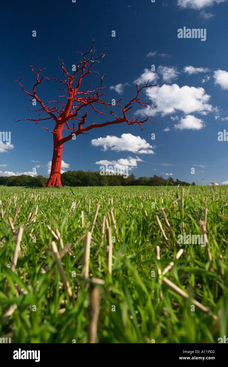 A dead tree that was planted bright red in a farmers field at Junction ...