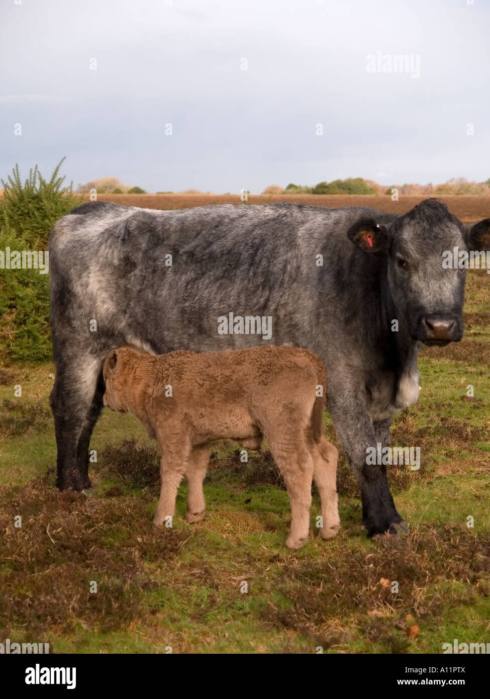 Cow calf new forest england hi-res stock photography and images - Alamy