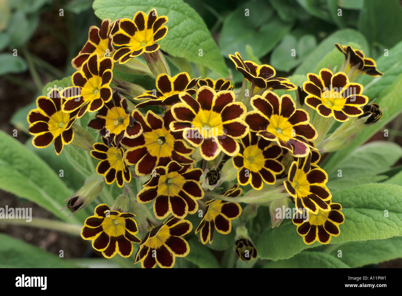 Primula 'Gold Lace' Stock Photo - Alamy