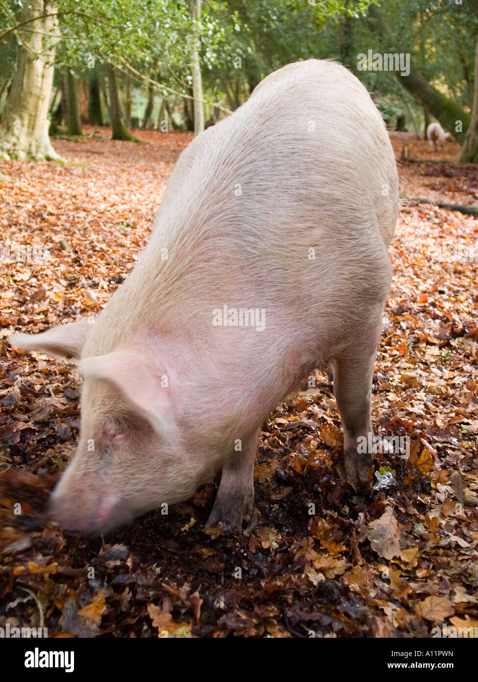 Pig foraging in autumn leaves. New Forest, England, UK Stock Photo - Alamy