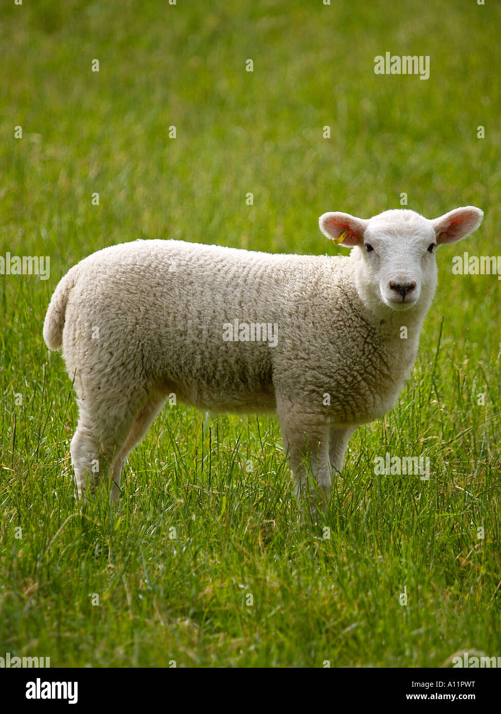 Lamb at grass. Hampshire, England UK Stock Photo - Alamy