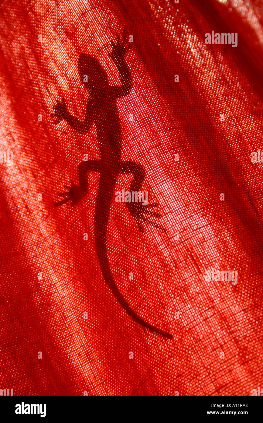 Silhouette lizard hi-res stock photography and images - Alamy