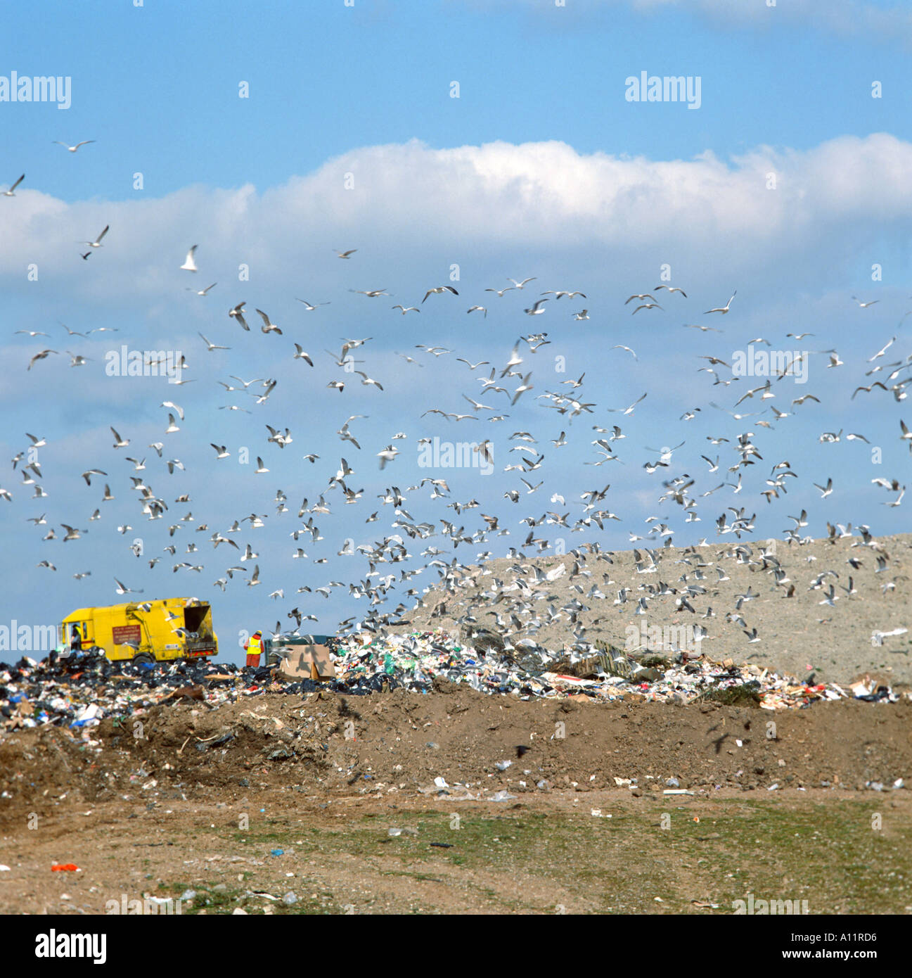 Flock gulls over landfill garbage hi-res stock photography and images ...
