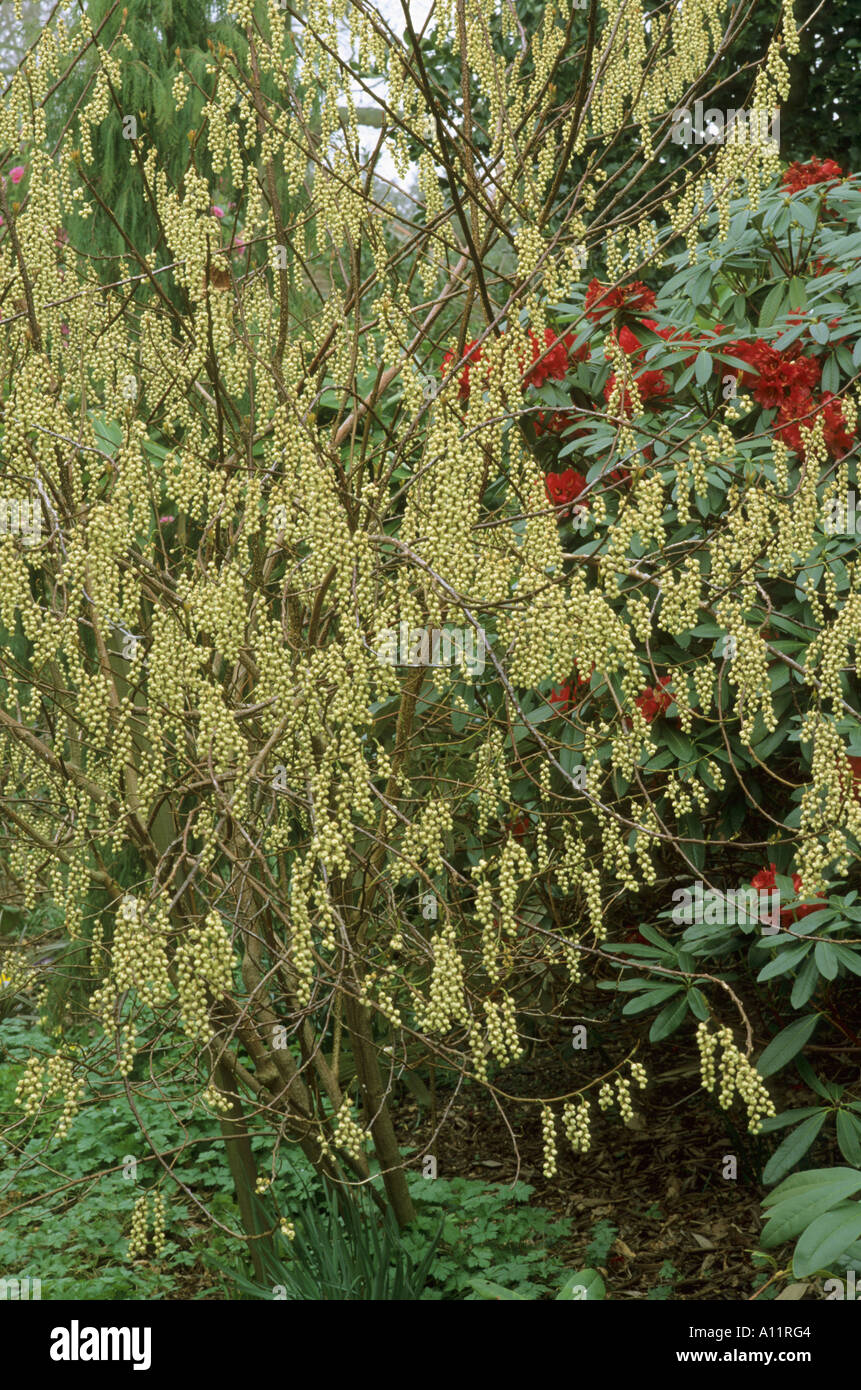 Stachyurus praecox flowers hi-res stock photography and images - Alamy