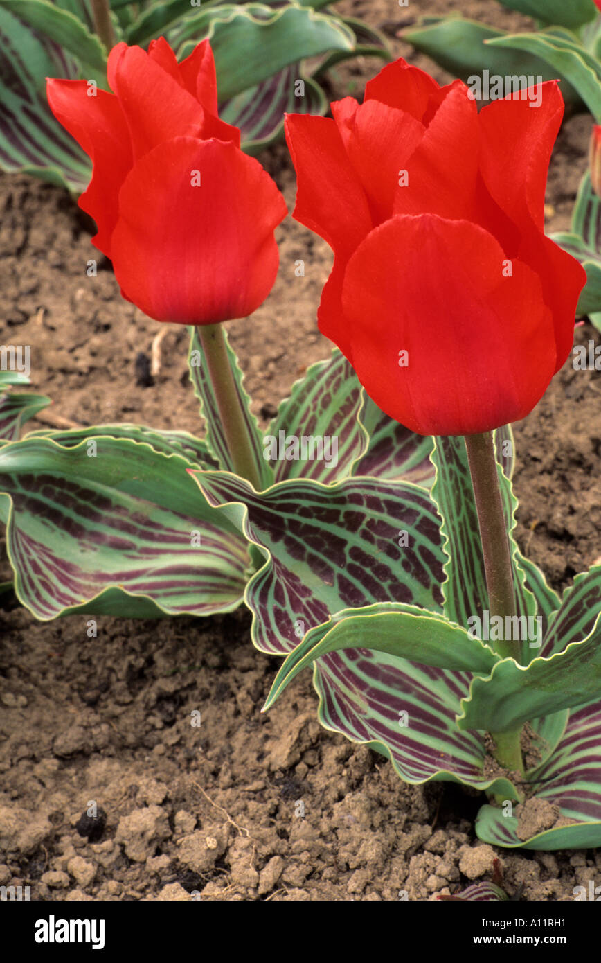 Tulipa 'Red Riding Hood' Stock Photo - Alamy