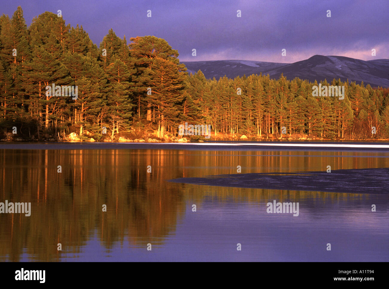 Loch garten hi-res stock photography and images - Alamy