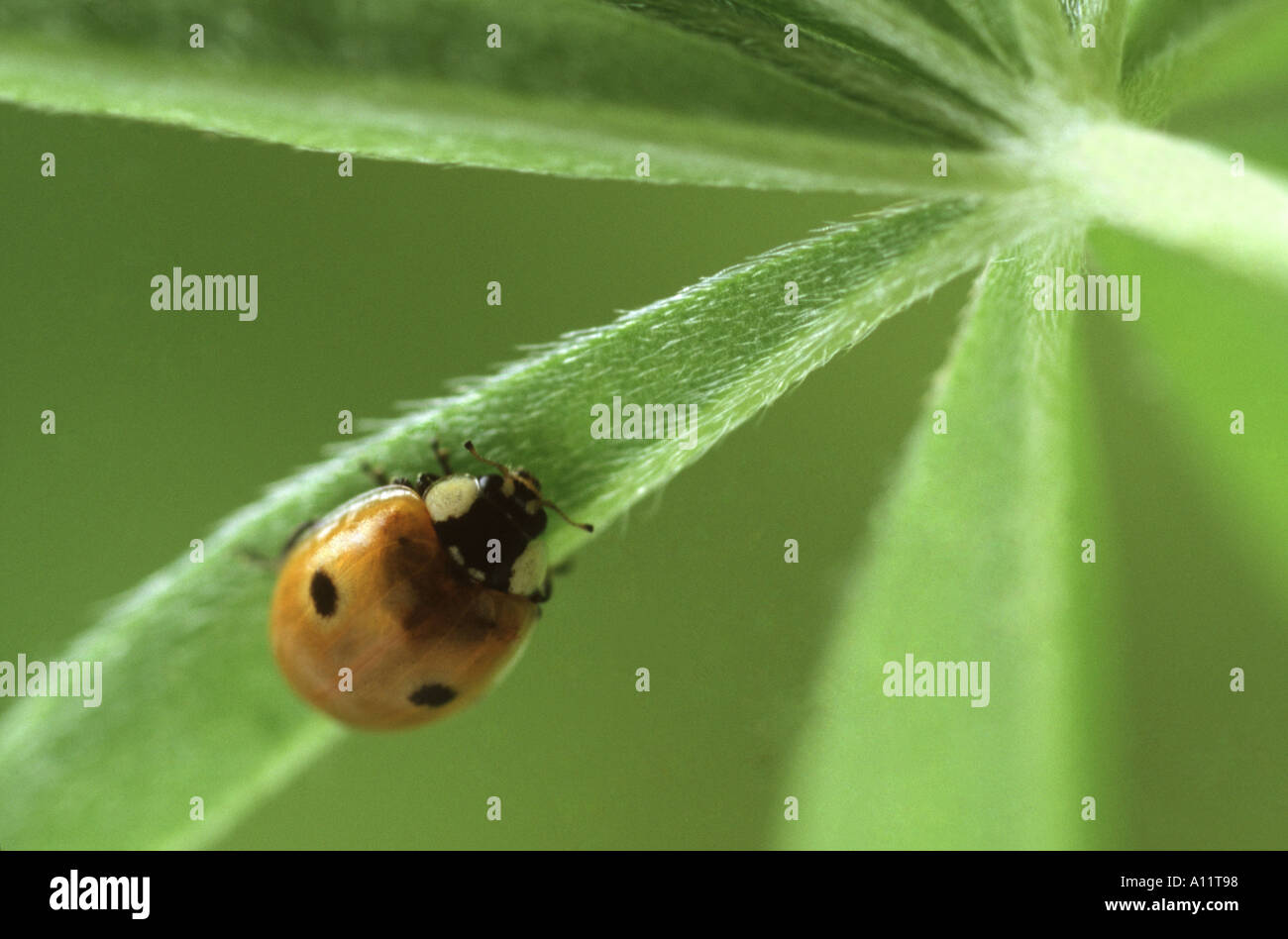 Ladybird on lupin leaf Surrey England Stock Photo - Alamy