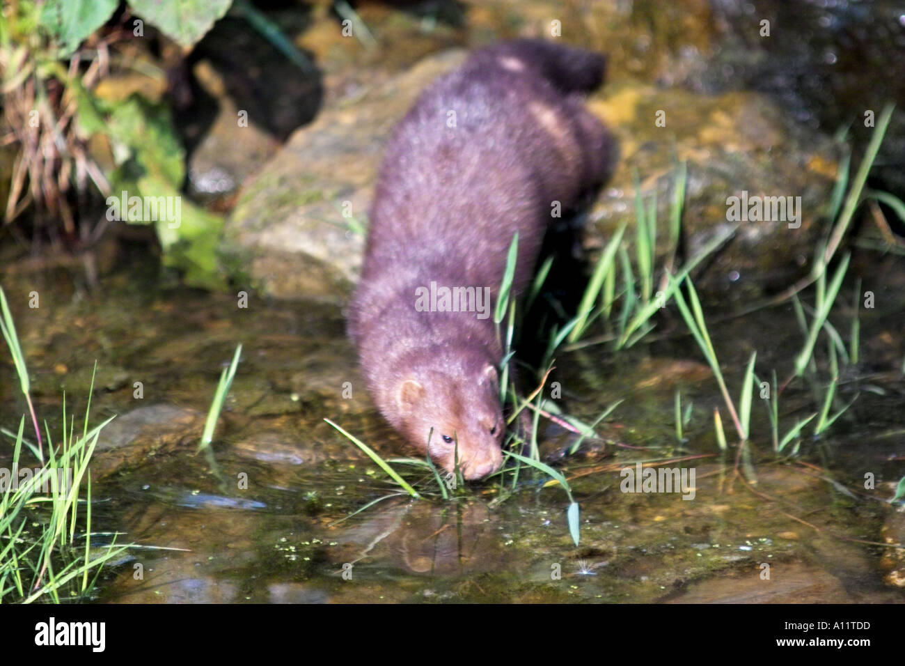 Mink stole hi-res stock photography and images - Alamy