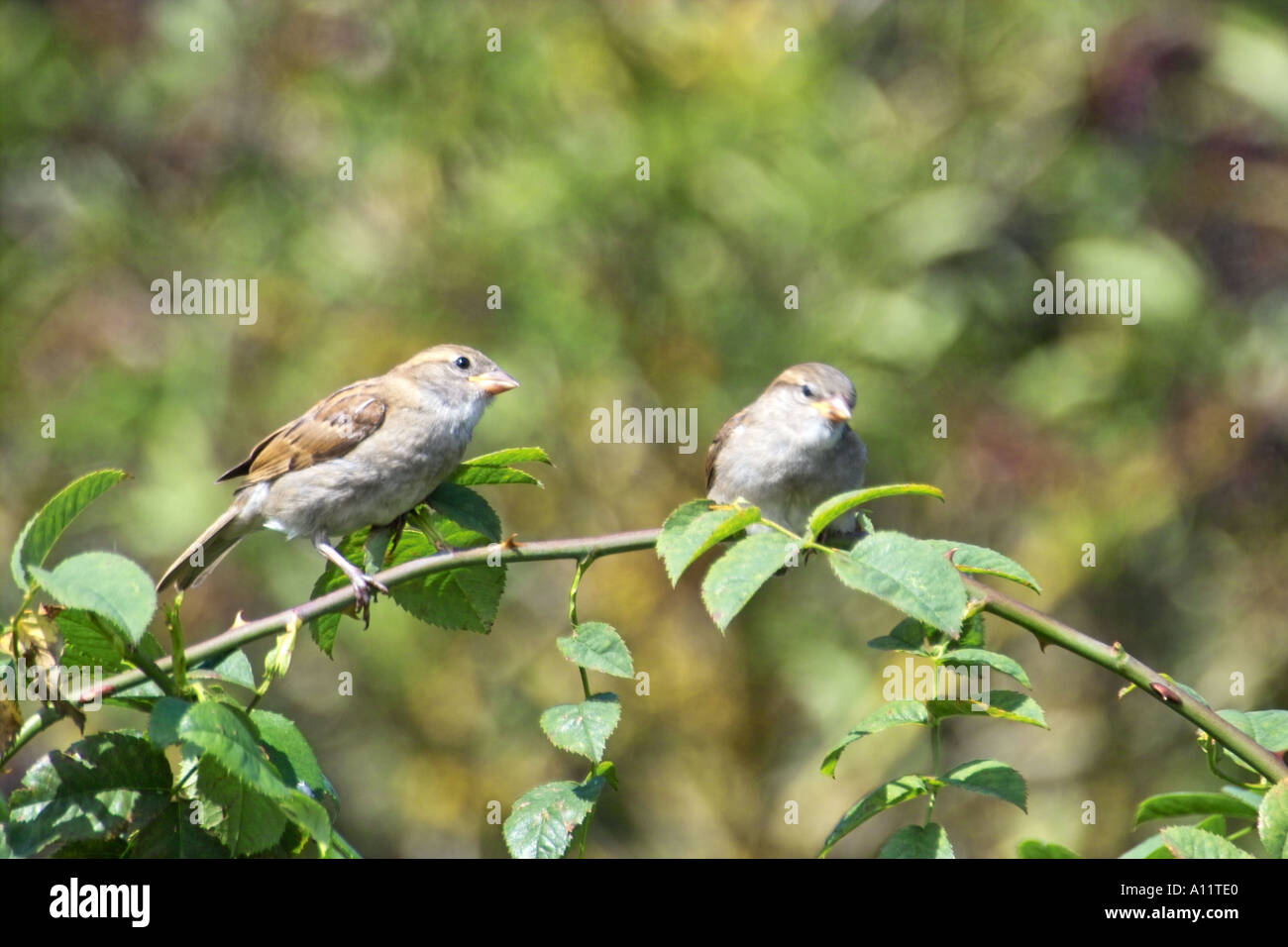 Two sparrows hi-res stock photography and images - Alamy