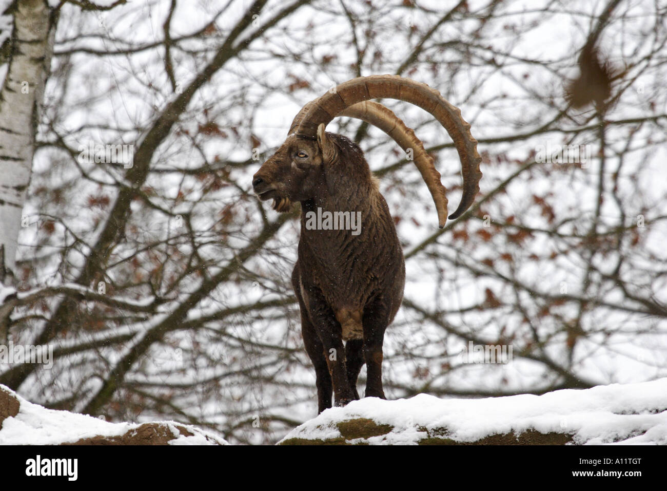 Alpen Steinbock High Resolution Stock Photography and Images - Alamy