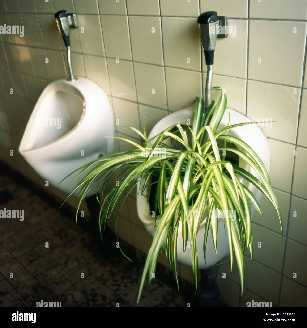 Mit Gruenlilie bepflanztes Pissoir Urinal Planted urinal Stock Photo ...