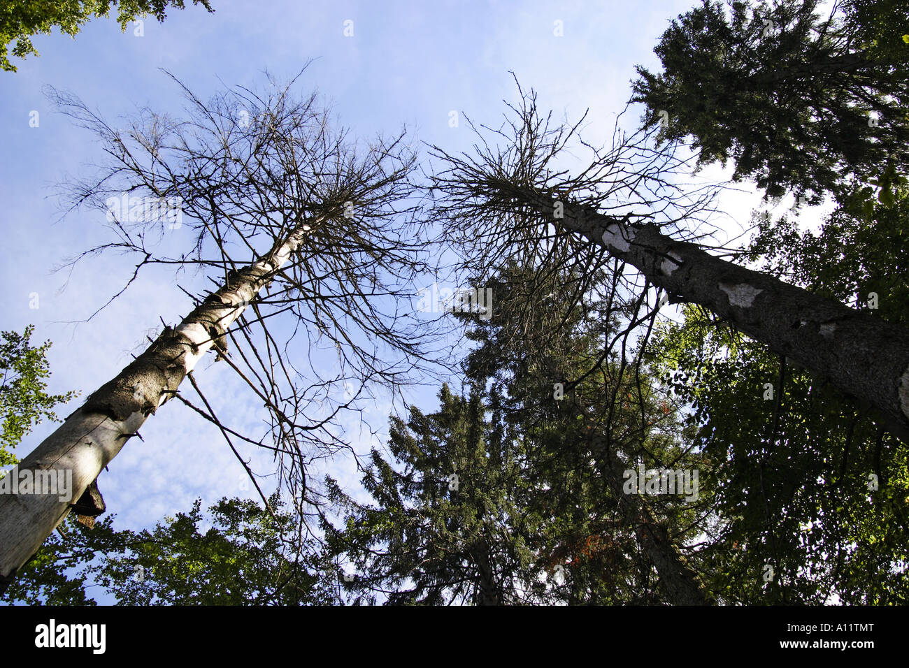 Dead Trees, Dead Forest, Waldsterben Stock Photo - Alamy