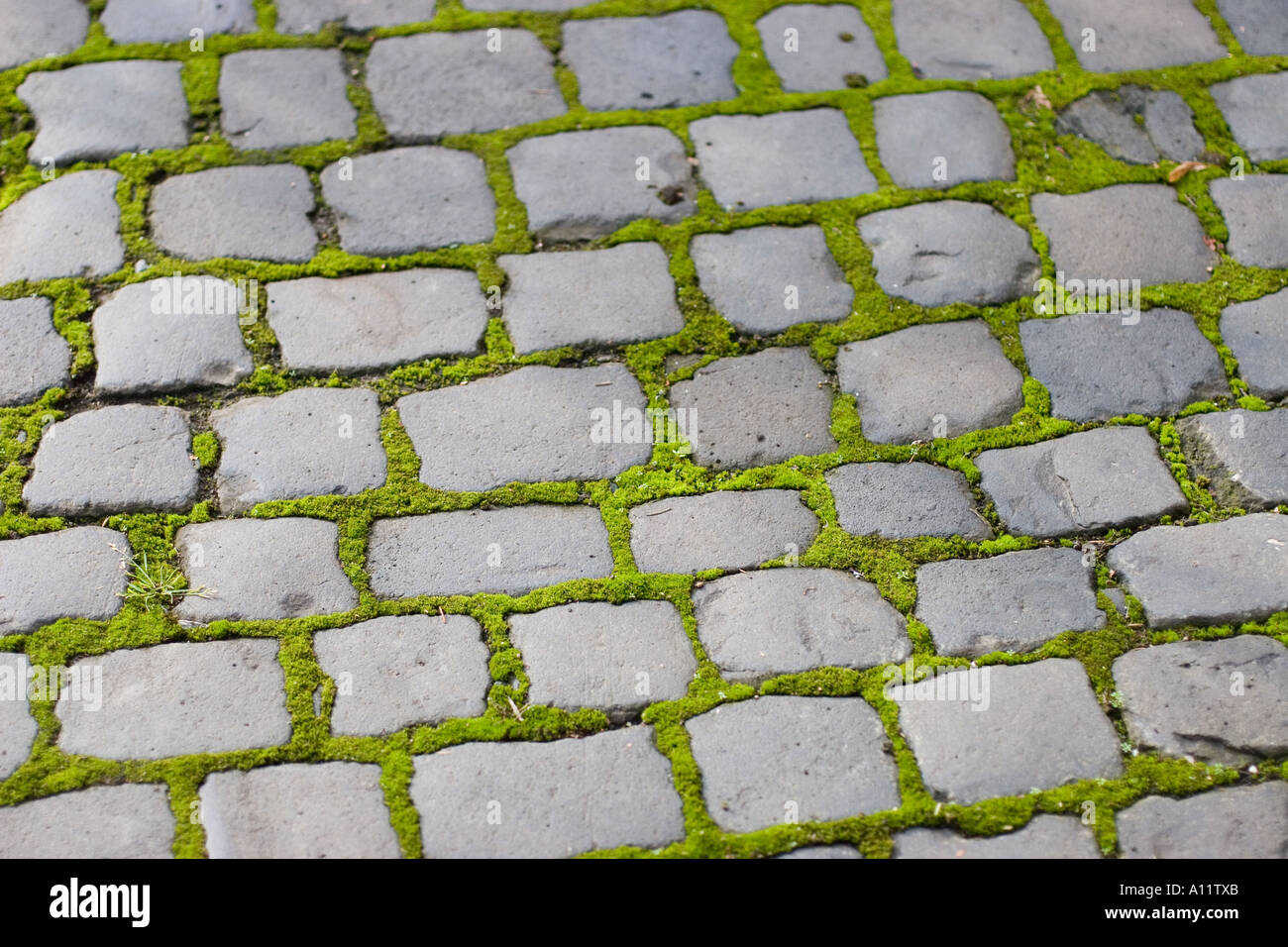 cobblestone pavement with moss Stock Photo - Alamy
