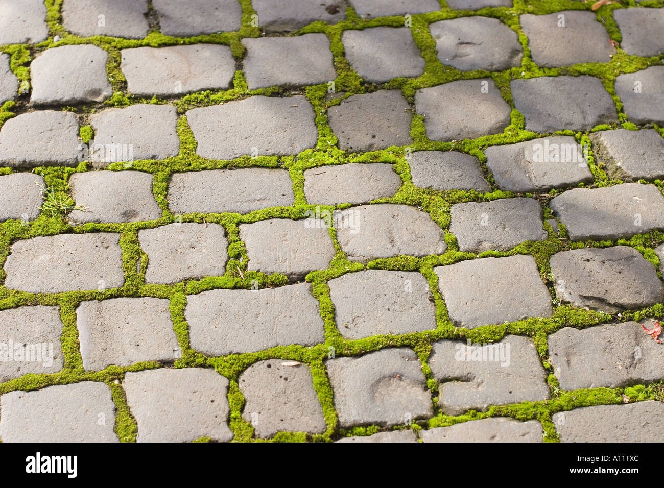 cobblestone pavement with moss Stock Photo - Alamy