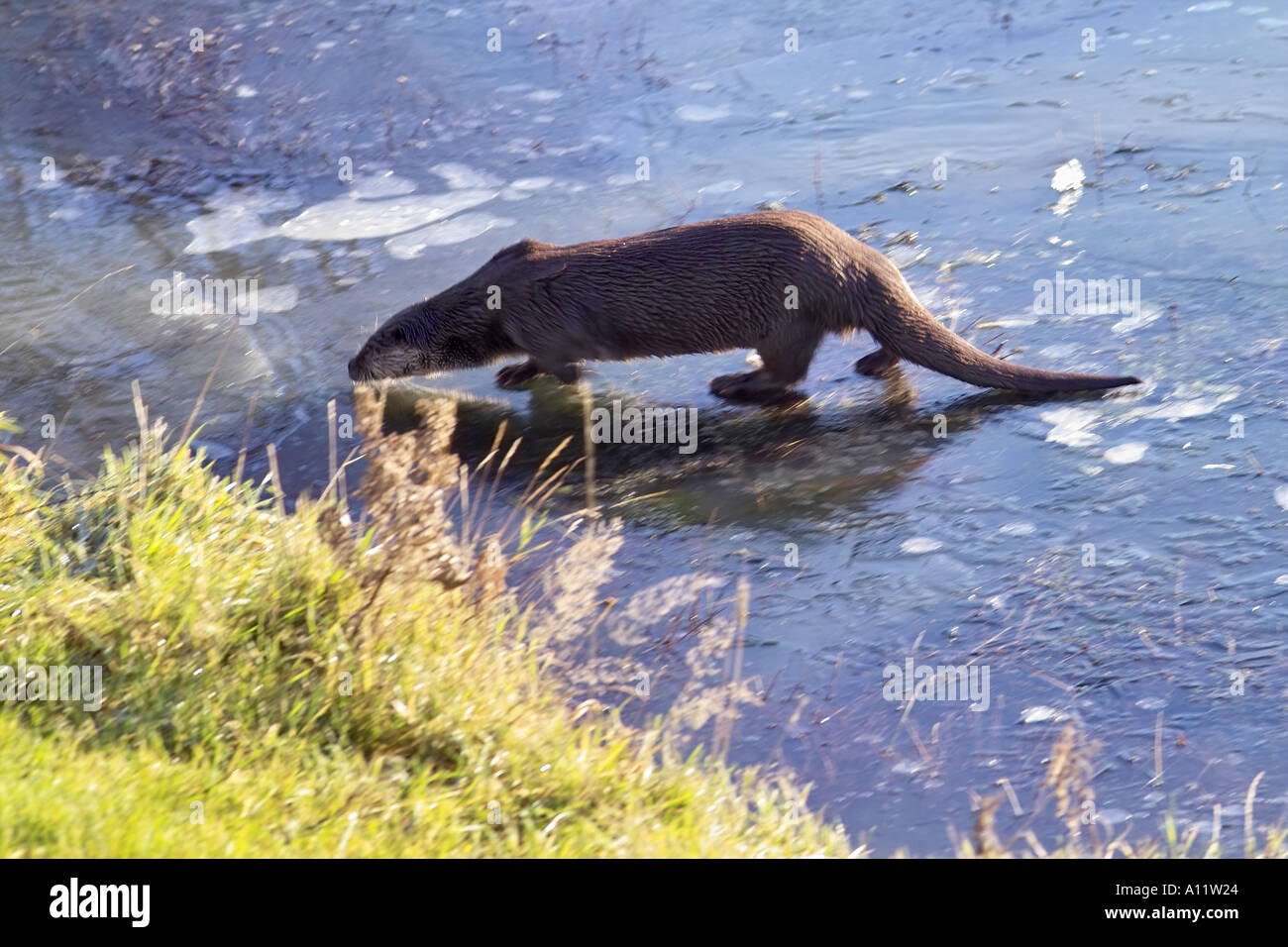 Otter on Ice pond Stock Photo - Alamy