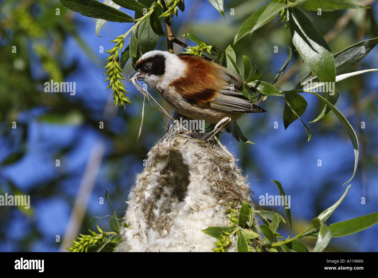 Beutelmeise, Remiz pendulinus, eurasian penduline tit Stock Photo - Alamy